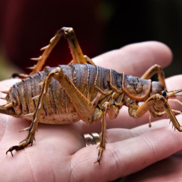 Insectos Gigantes ¿Puede un insecto llegar a pesar 1 kg? - Sabias Que